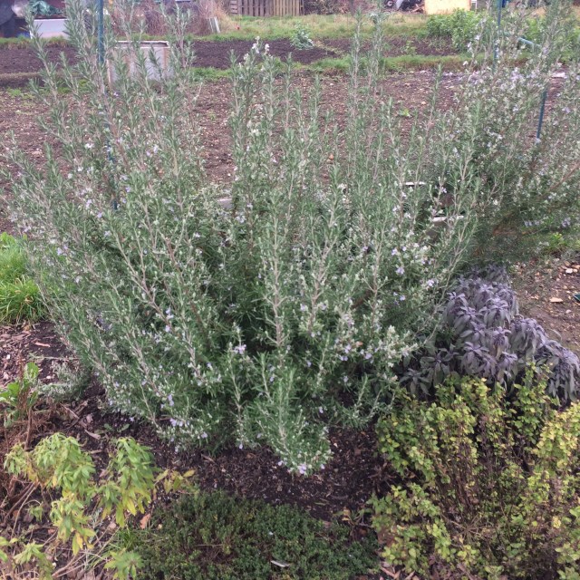 Allotment Adventures: Autumn Raspberries and buying seeds | Nic Dempsey